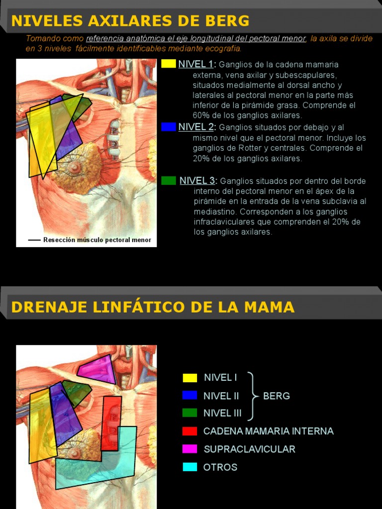 Niveles Axilares de Berg | PDF