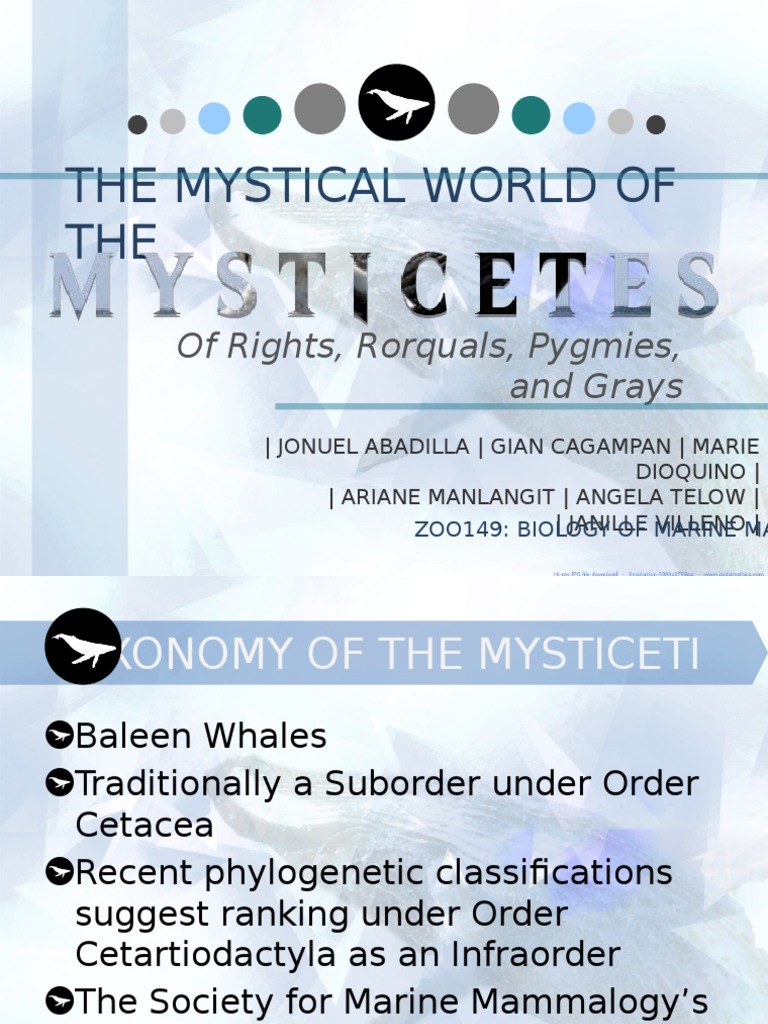 The Mystical World of Mysticetes CV | PDF | Whales | Cetaceans