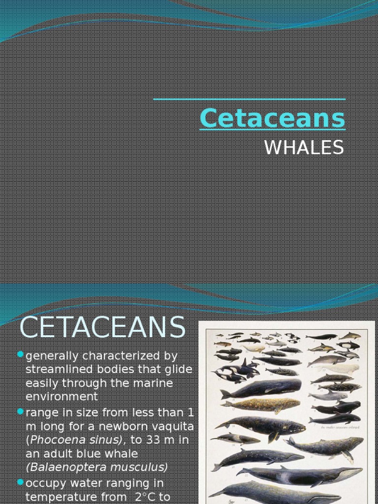 Cetaceans Report | PDF | Whales | Cetacea