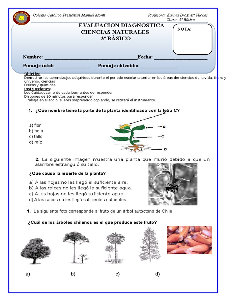 Evaluación Diagnóstica Ciencias Naturales 3º Básico | PDF | Plantas ...