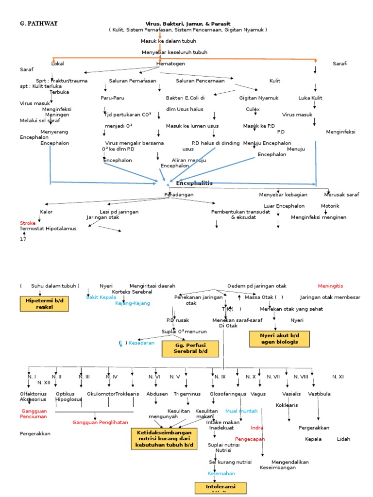 PATHWAY Ensefalitis | PDF