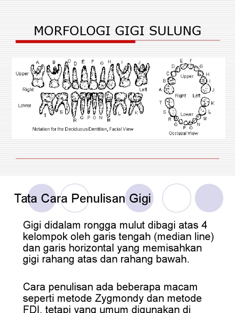 Morfologi Gigi Sulung dan Perbedaannya | PDF