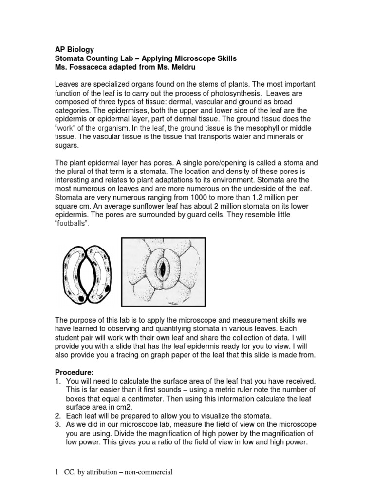 Stomata Counting | PDF | Leaf | Tissue (Biology)