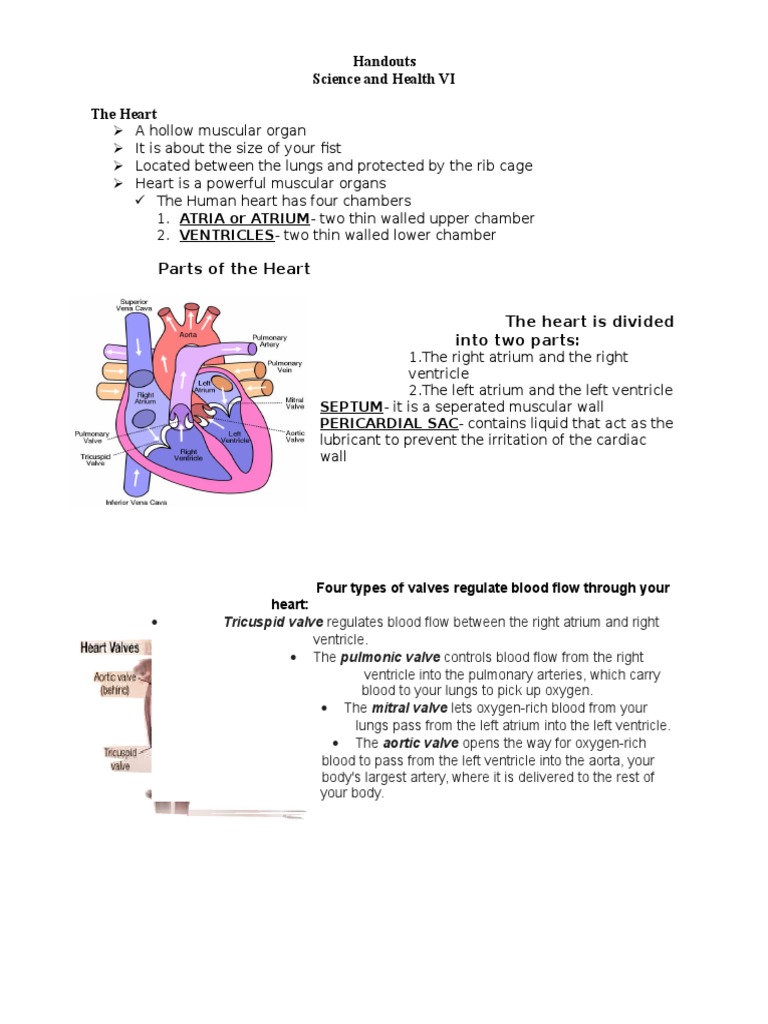 Handouts Science and Health VI The Heart | PDF | Heart | Circulatory System