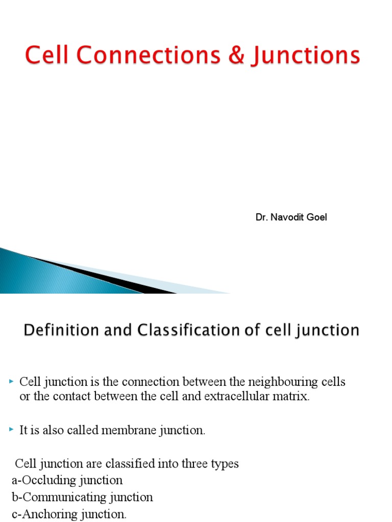Cell Junctions | PDF | Cell Adhesion | Cell Membrane