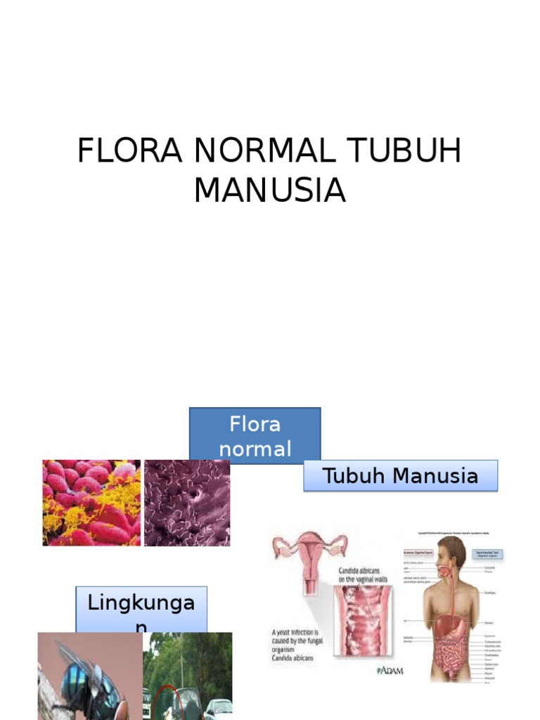 Flora Normal Tubuh Manusia | PDF | Sains & Matematika