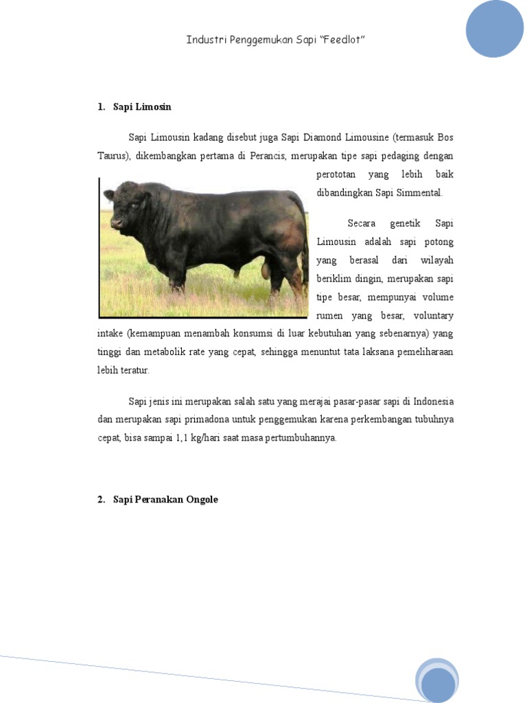 Bangsa-Bangsa Sapi Potong | PDF