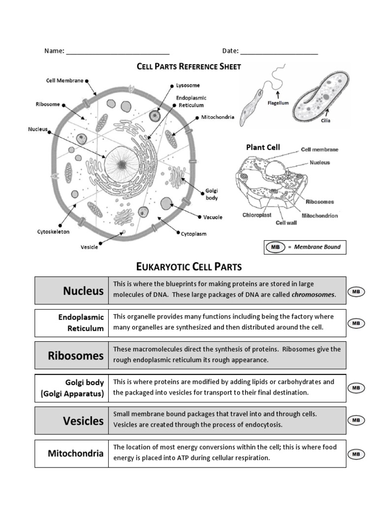 2 Cell Parts Reference Sheet | PDF | Vacuole | Cell (Biology)
