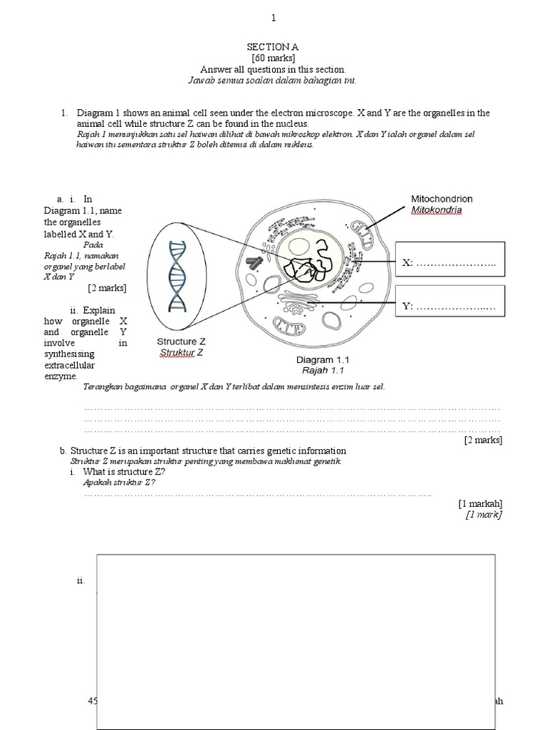 Animal Cell Structure and Enzyme Function | PDF