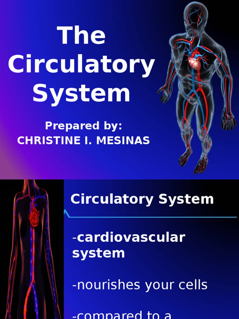 Overview of the Circulatory System | PDF