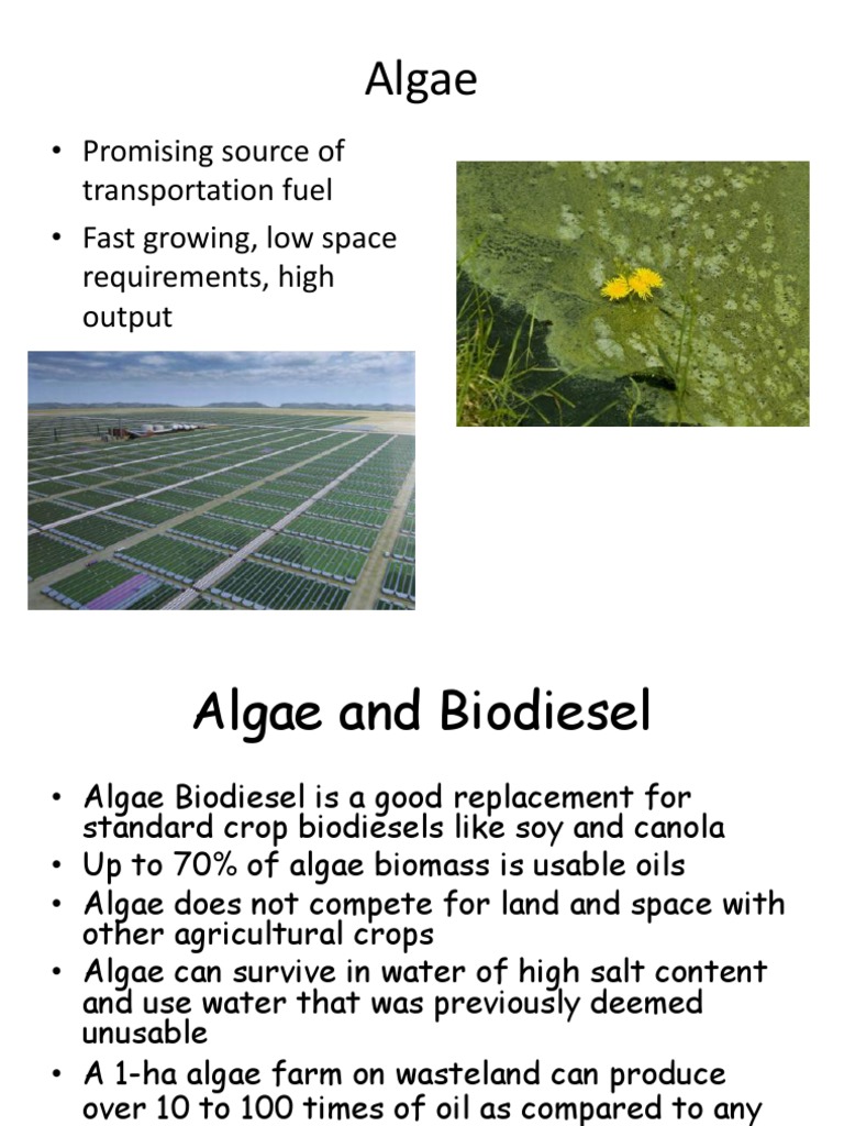 Algae Based Biofuels Lecture | PDF | Algae Fuel | Algae