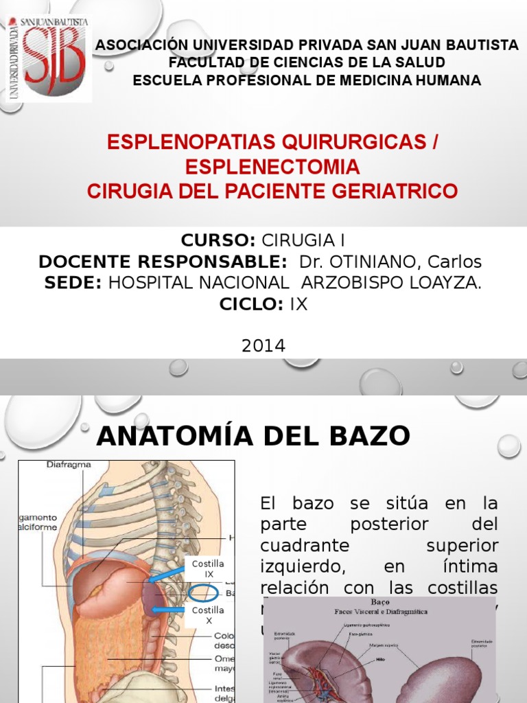 Anatomía y Esplenopatías Quirúrgicas | PDF | Bazo | Abdomen