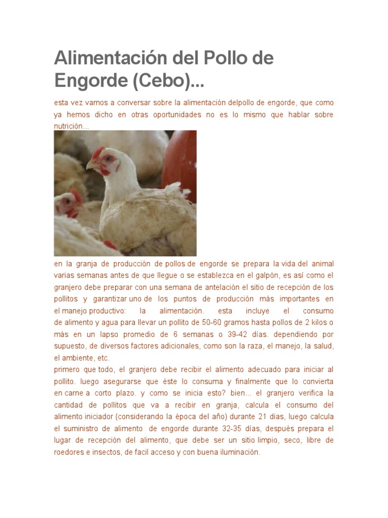 Alimentación de Pollos de Engorde | PDF | Alimentos | Pollo