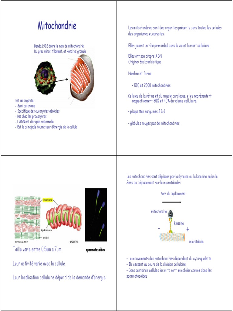 Mitochondrie PDF | PDF