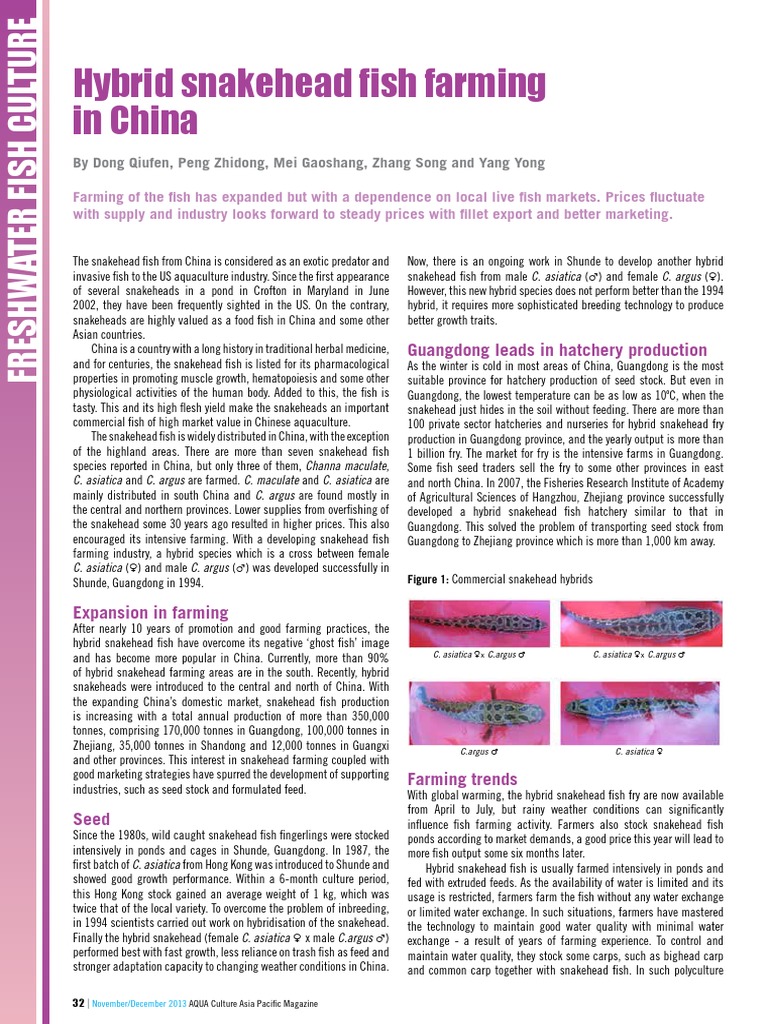 2.hybrid Snakehead Fish Farming in China 11-12-2013 | PDF | Agriculture ...