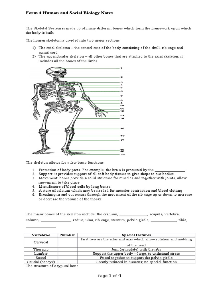 CSEC - Form 4 Human and Social Biology Notes | PDF | Skeleton | Bone