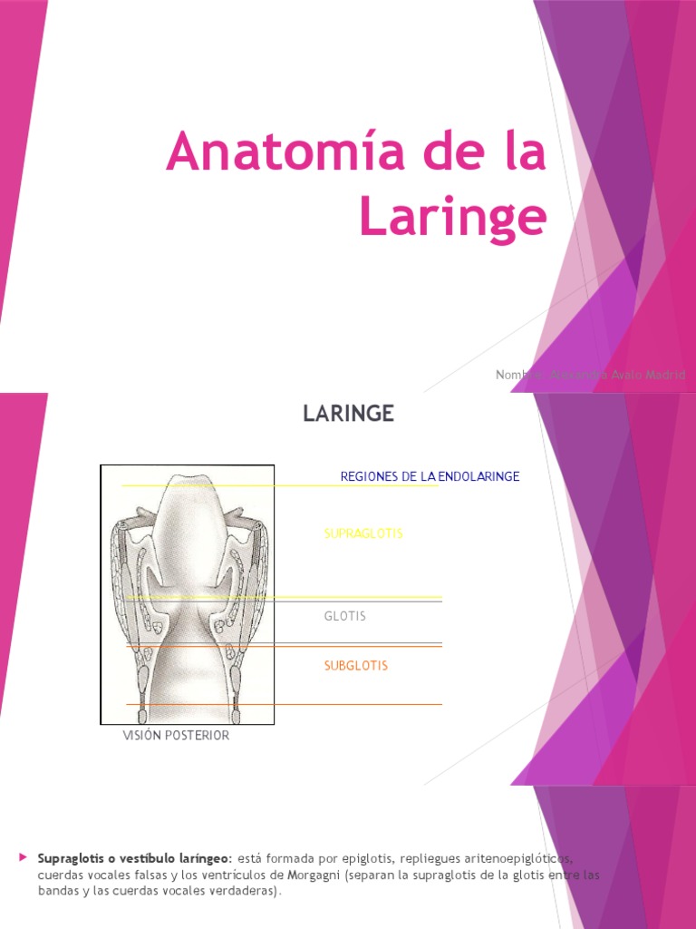 Anatomía de La Laringe | PDF | Laringe | Cabeza y cuello humanos