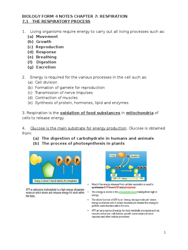 Biology Form 4 Notes Chapter 7 | Respiratory System | Cellular Respiration