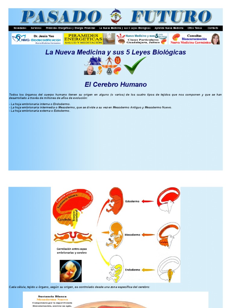 Nueva Medicina Germanica Hamer Cerebro Humano Corteza Funcion | PDF | Crecimiento celular | Curación