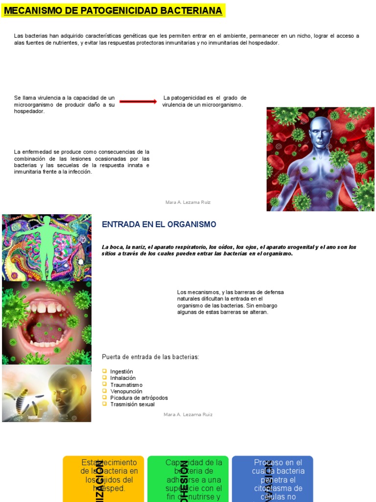 MECANISMOS DE PATOGENICIDAD BACTERIANA.pptx | Sistema inmune | Las ...