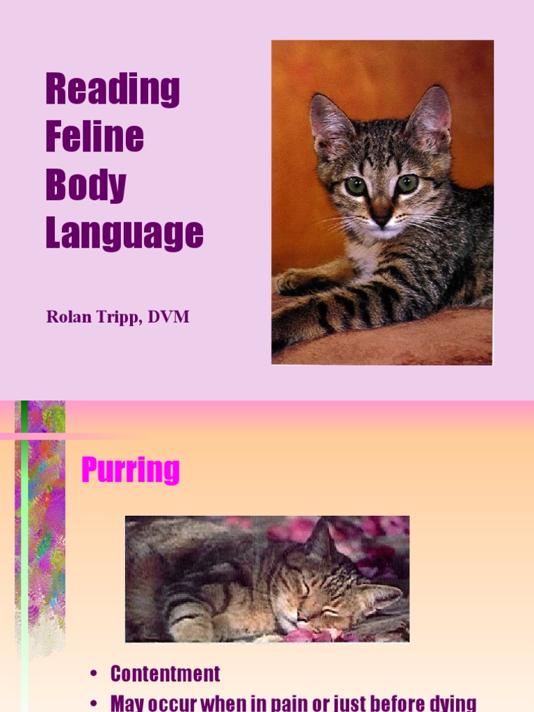 04 Feline Body Language - Default | PDF | Cats | Nature