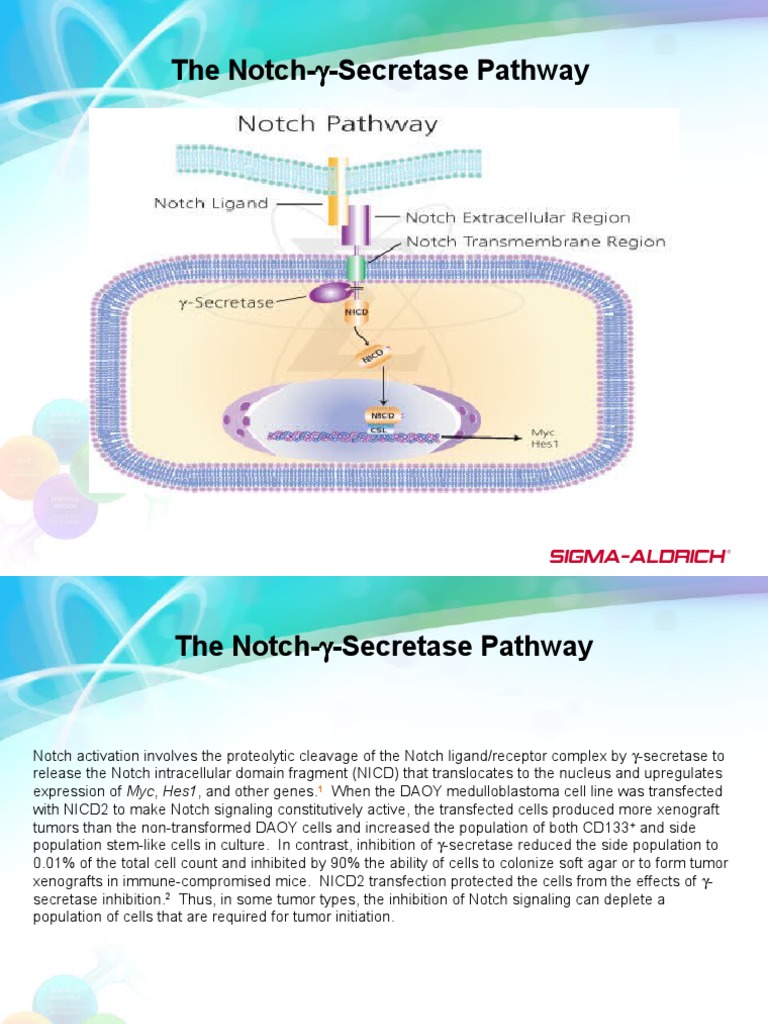 Notch Pathway | PDF