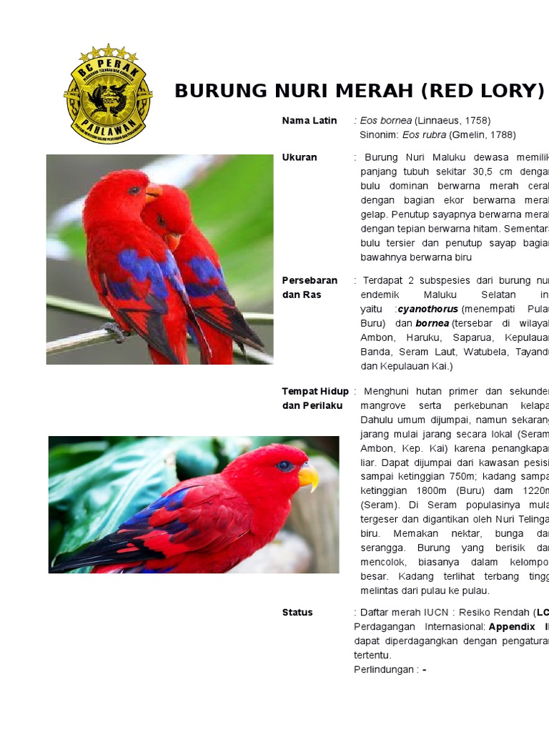 Burung Nuri Merah | PDF