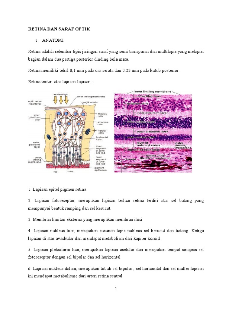 Retina dan Saraf Optik: Anatomi & Fisiologi | PDF | Kajian Bahasa Asing