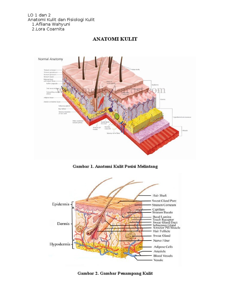 Anatomi dan Fisiologi Kulit Manusia | PDF
