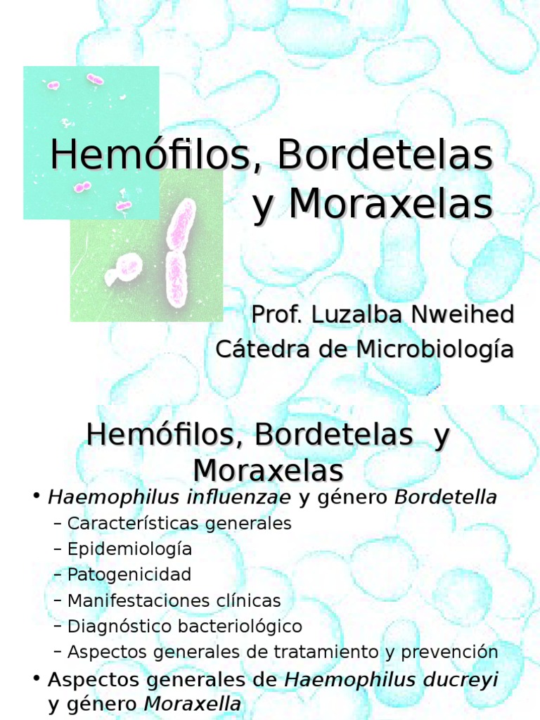Hemofilos Bordetelas y Moraxella | PDF | Microbiología | Especialidades Medicas