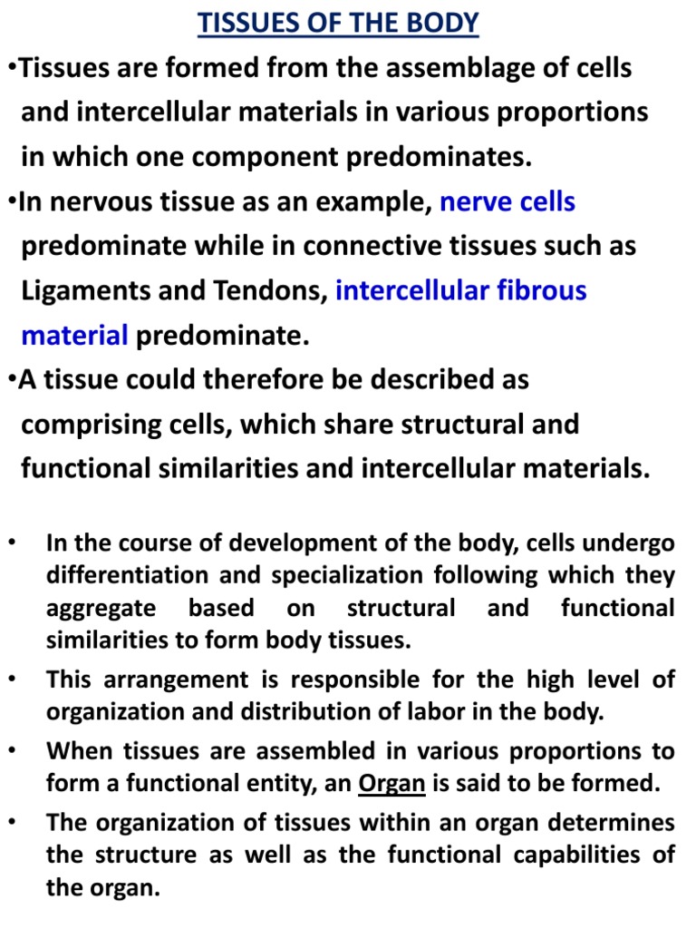 Body Tissues (Anatomy) PDF | PDF | Epithelium | Tissue (Biology)