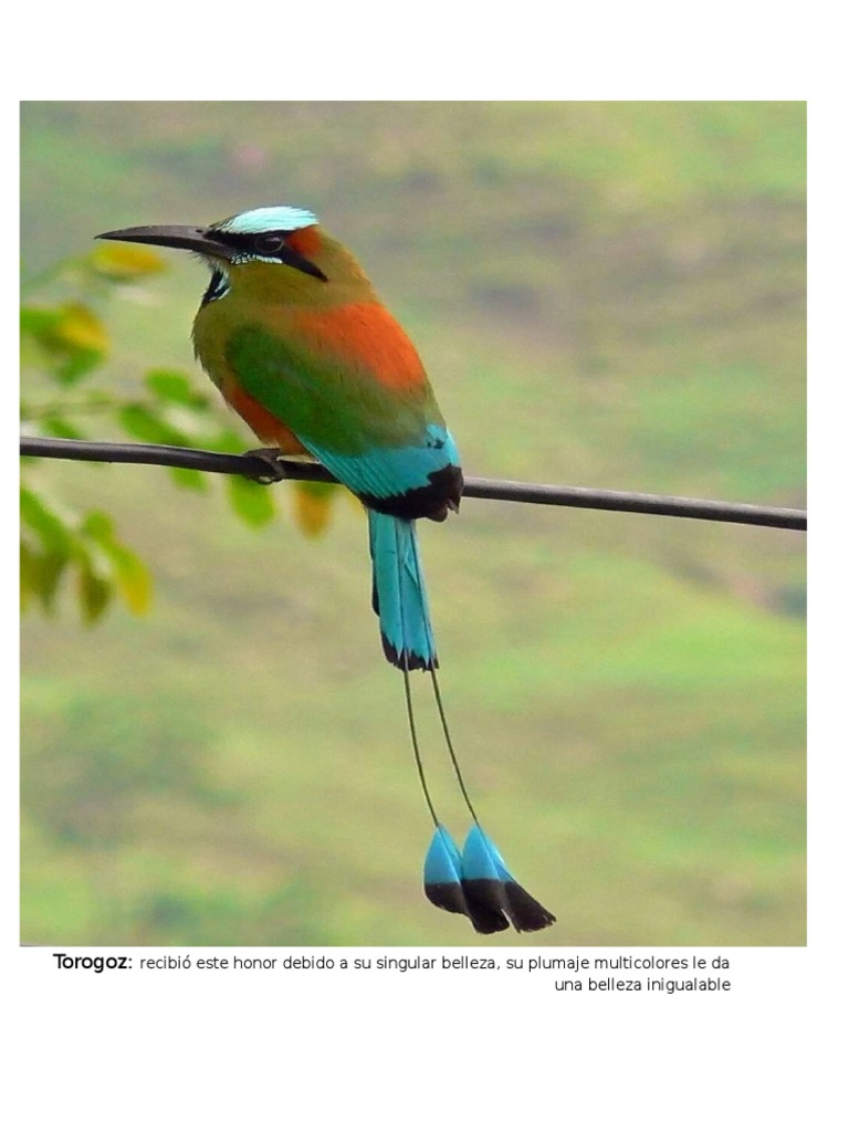 Torogoz: Ave Nacional y Símbolo de Belleza | PDF | Hogar, jardinería y ...