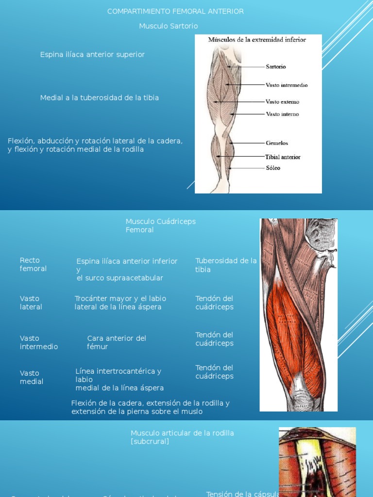 Anatomía de los músculos del muslo | PDF | Salud y bienestar