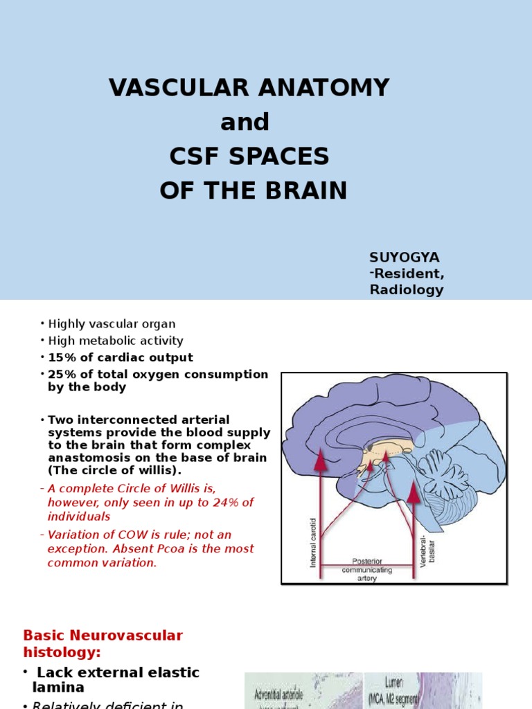 Vascular Anatomy and CSF Spaces | Cerebrospinal Fluid | Neuroanatomy
