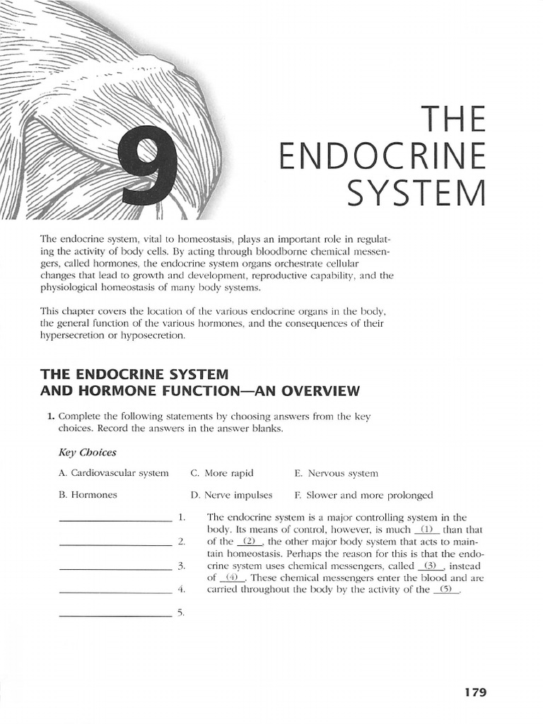 A P Coloring Workbook The Endocrine System PDF Hormone