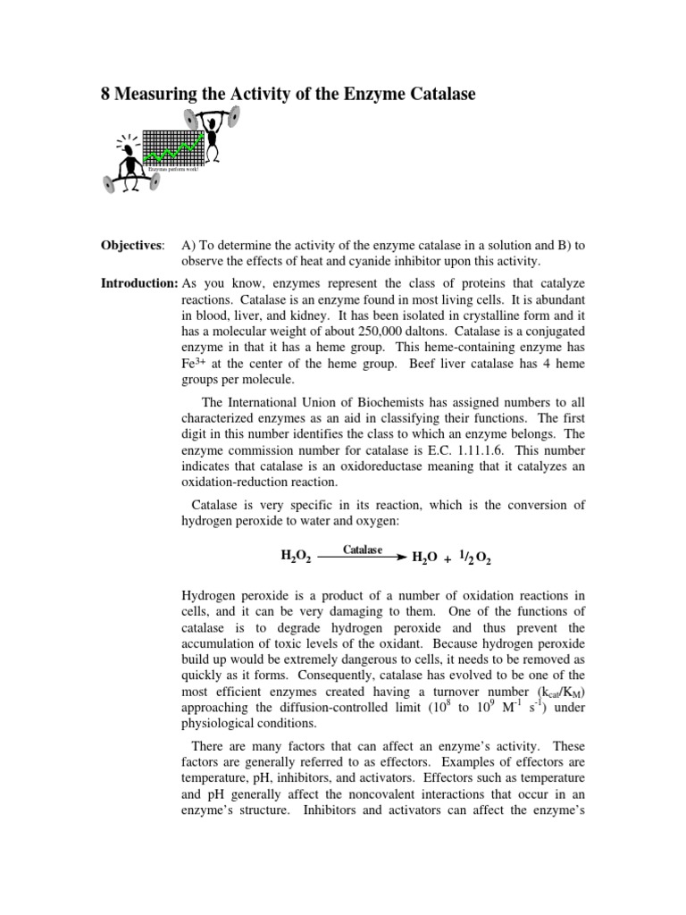 Catalase Activity | PDF | Catalase | Hydrogen Peroxide