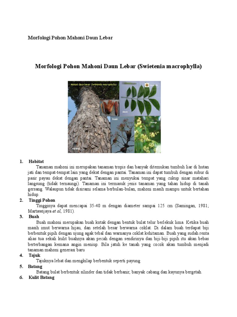 Morfologi Pohon Mahoni Daun Lebar | PDF