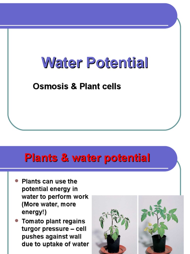 Water Potential | PDF | Osmosis | Liquids