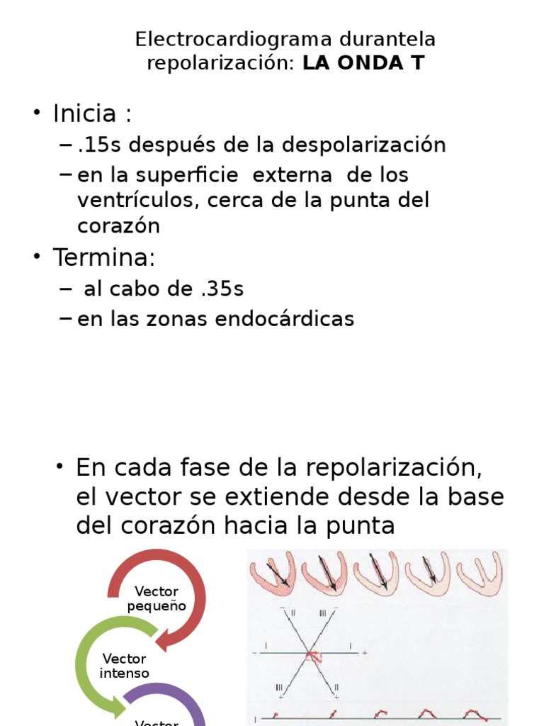 Capitulo 12 Guyton Ekg | PDF