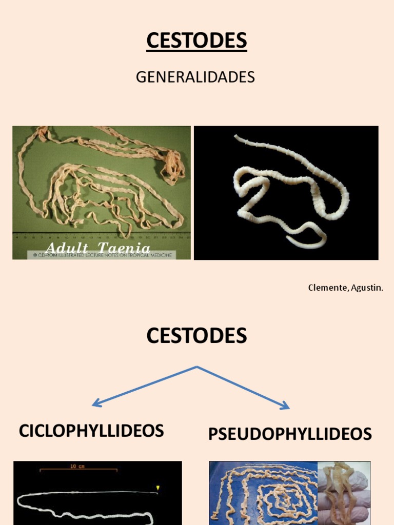 Cestodes | PDF