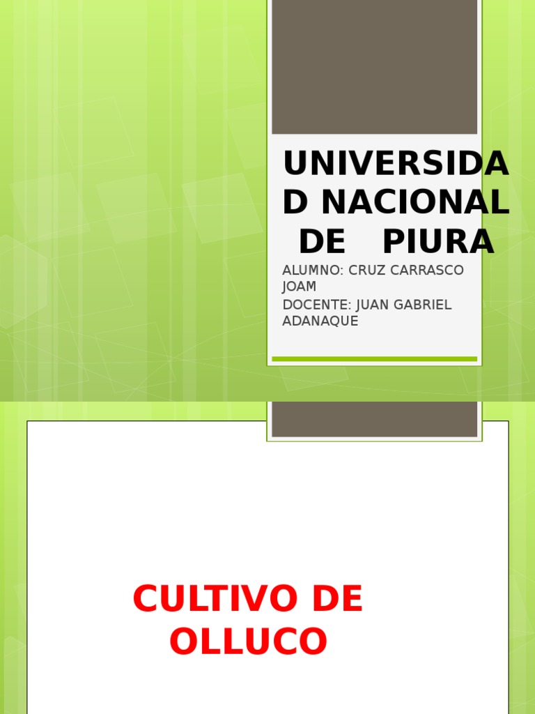 Cultivo de Olluco | PDF | Horticultura y jardinería | Plantas