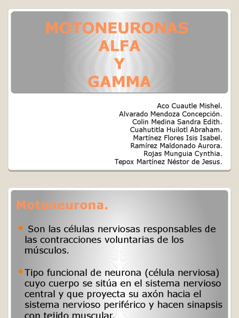 Motoneuronas Alfa y Gamma | Neurona motora | Músculo | Prueba gratuita ...