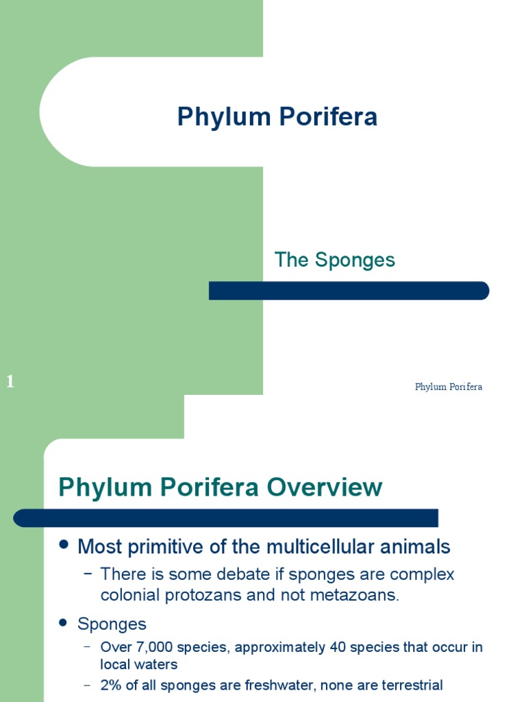 Phylum Porifera | PDF | Sponge | Animal Taxonomy