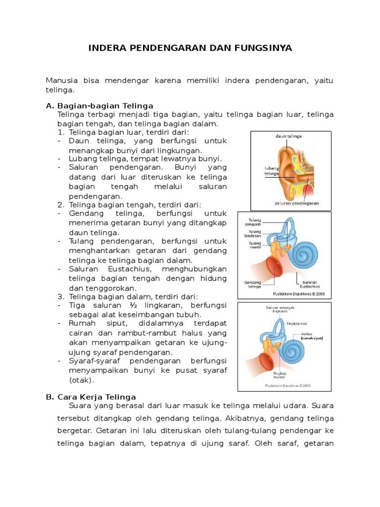 Indera Pendengaran Dan Fungsinya | PDF