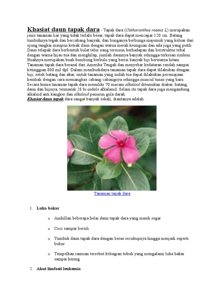 Khasiat Daun Tapak Dara | PDF
