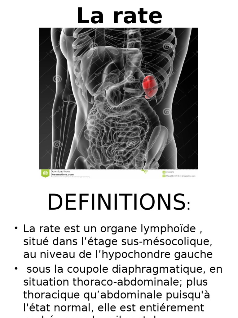 La Rate | PDF | Rate | Péritoine