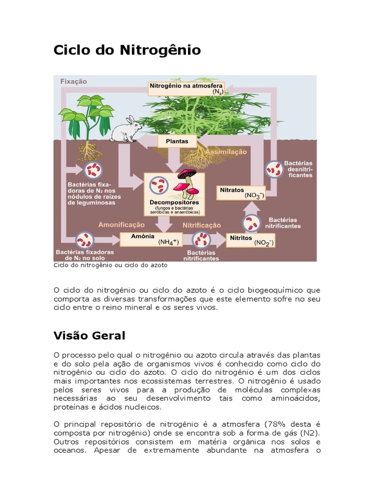 Ciclo Do Nitrogênio | PDF | Nitrogênio | Natureza
