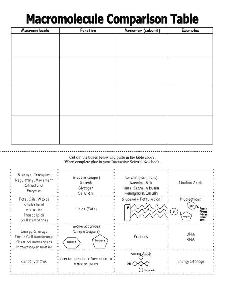 Macromolecule Comparison Table | PDF