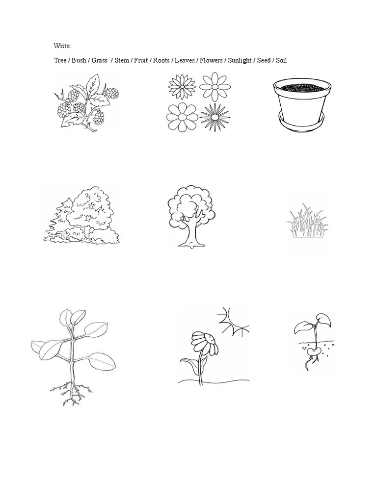 Write: Tree / Bush / Grass / Stem / Fruit / Roots / Leaves / Flowers ...