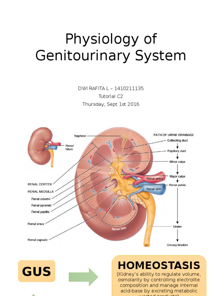 Physiology of Genitourinary System: DWI RAFITA L - 1410211135 Tutorial ...
